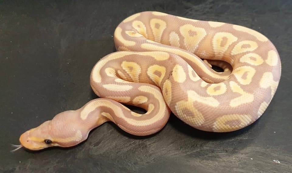 Banana Mojave Pastel Het Ghost Ball Python by TakaTukaPythons - MorphMarket