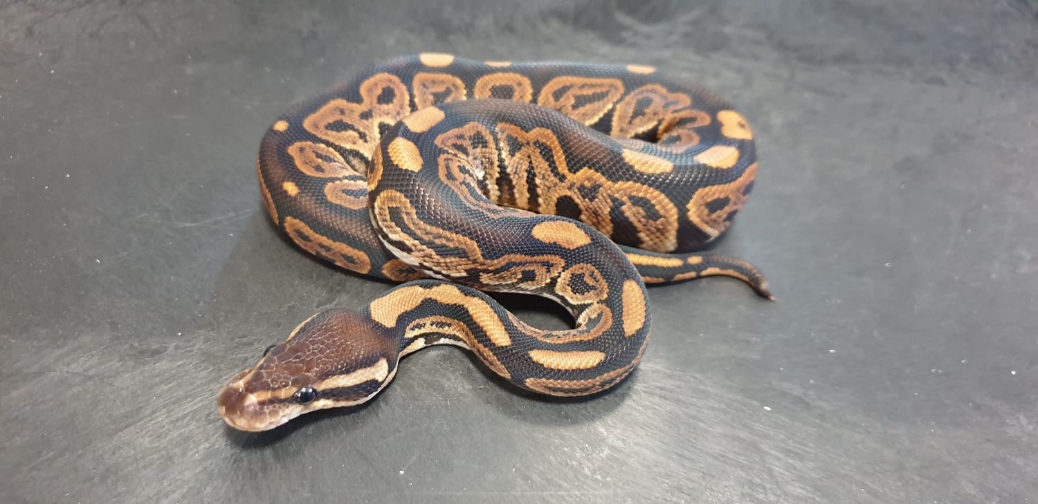Black Pastel Red Stripe Ball Python by TakaTukaPythons - MorphMarket