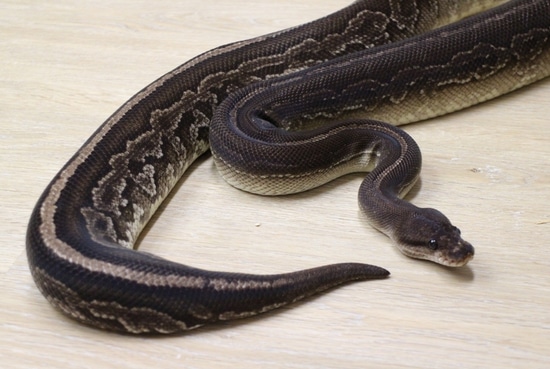 Onyx Ball Python by TakaTukaPythons