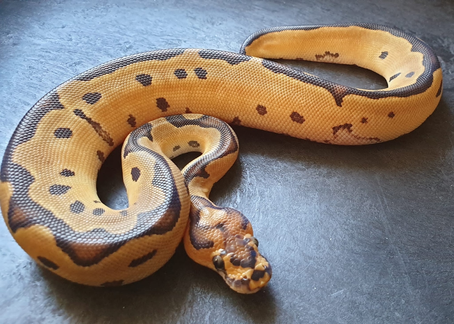 Red Stripe Leopard Clown Ball Python by TakaTukaPythons - MorphMarket