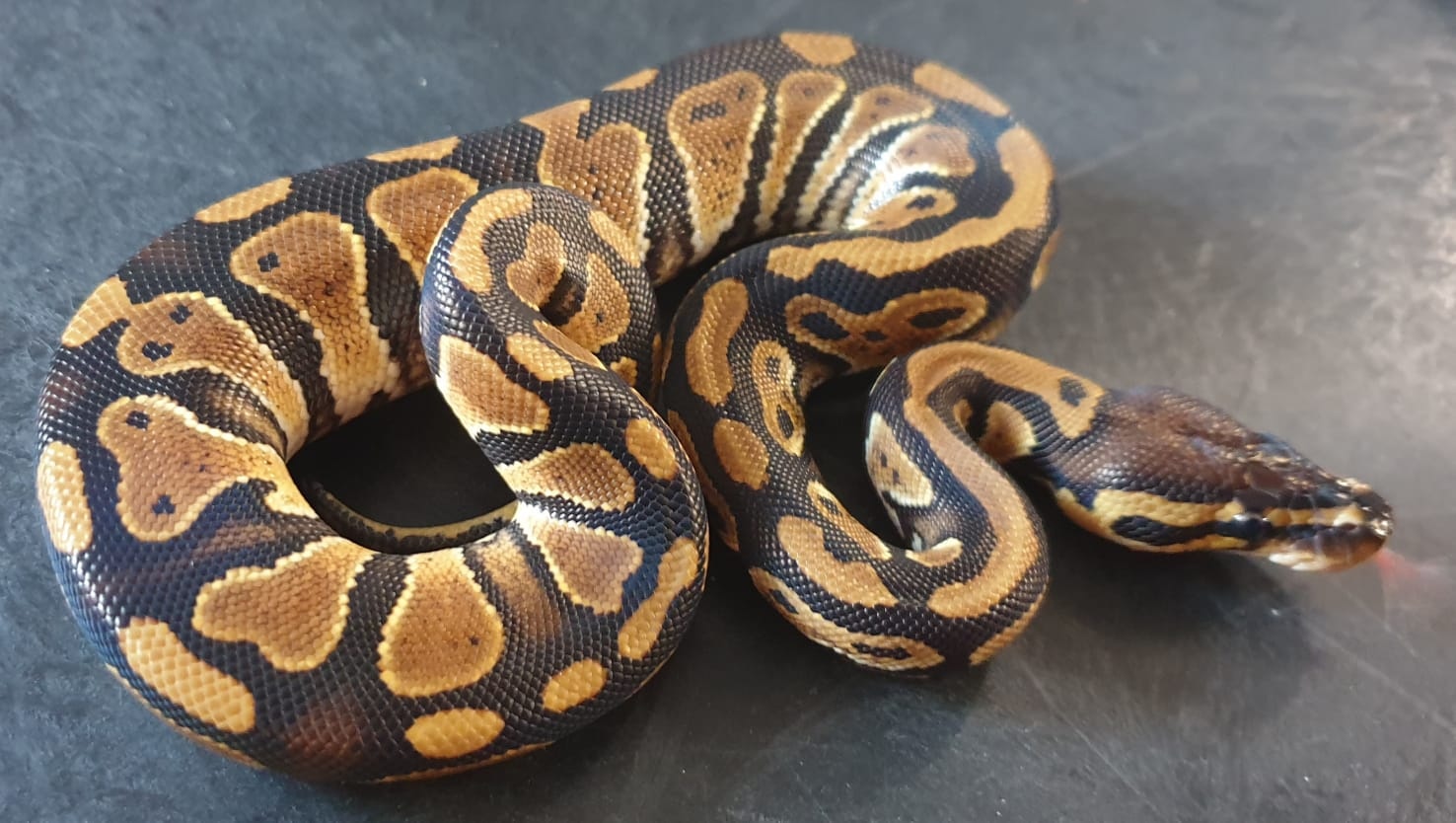 Dh Clown/Piebald Ball Python by TakaTukaPythons - MorphMarket