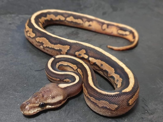 Leopard Fire Cinnamon Het Piebald Het RECO Ball Python by TakaTukaPythons