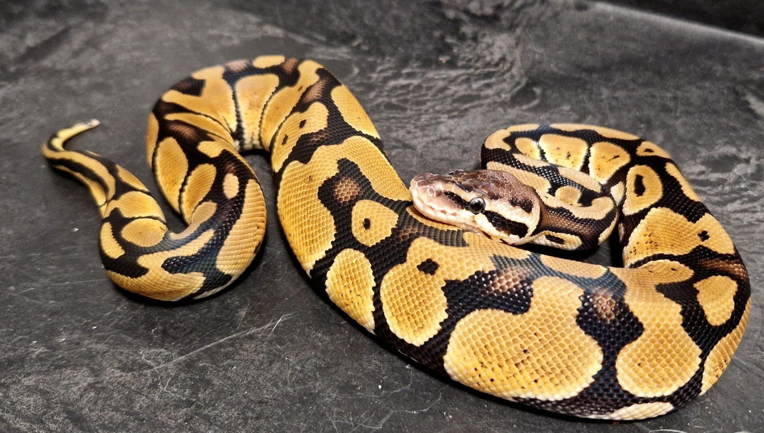 Pastel Enchi Het Desert Ghost 66% Het Clown Ball Python by ...