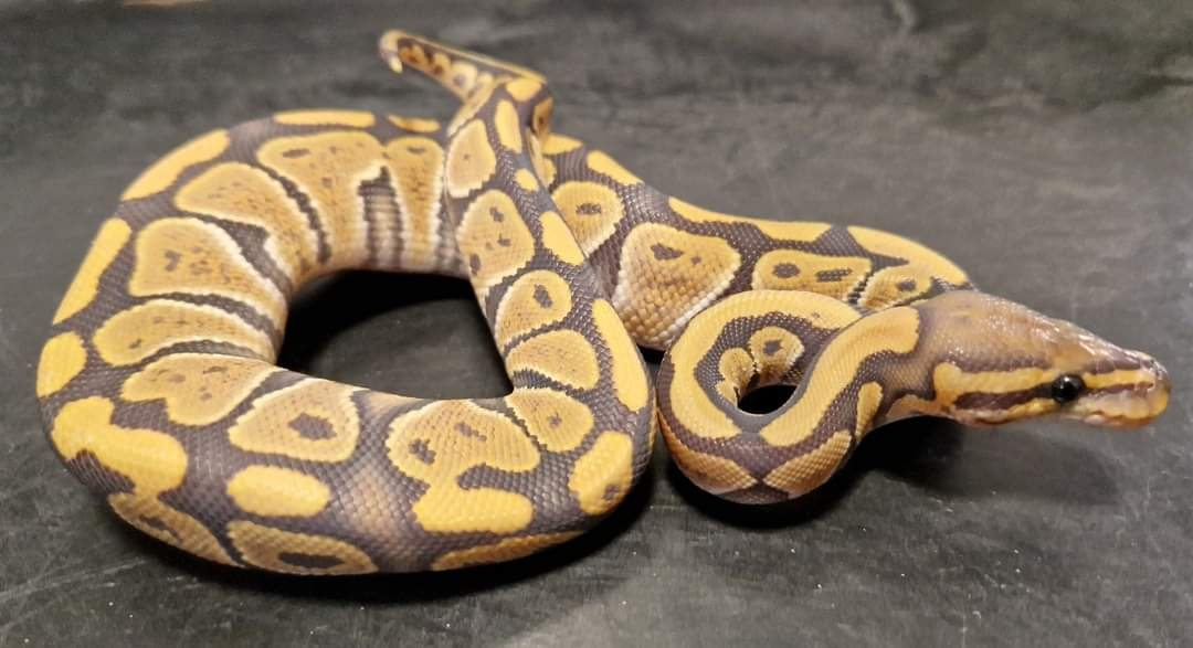 Hypo 50% Het Clown Ball Python by TakaTukaPythons - MorphMarket