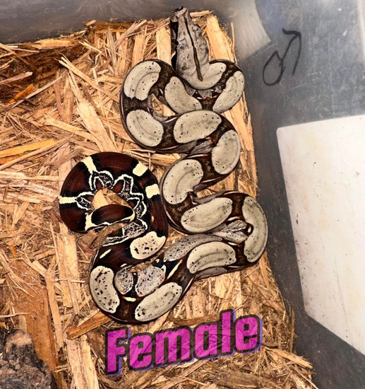 Peruvian Red Tail Boa (Pair) USCBB True Red-Tailed Boa Constrictor by ...