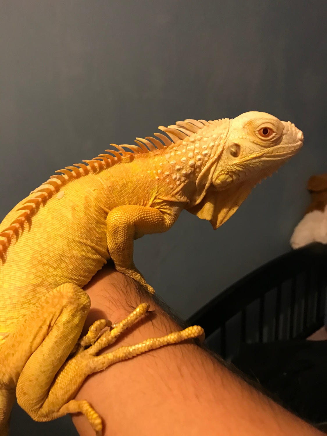 Albino Iguana Other Iguana by Aztec morphs - MorphMarket