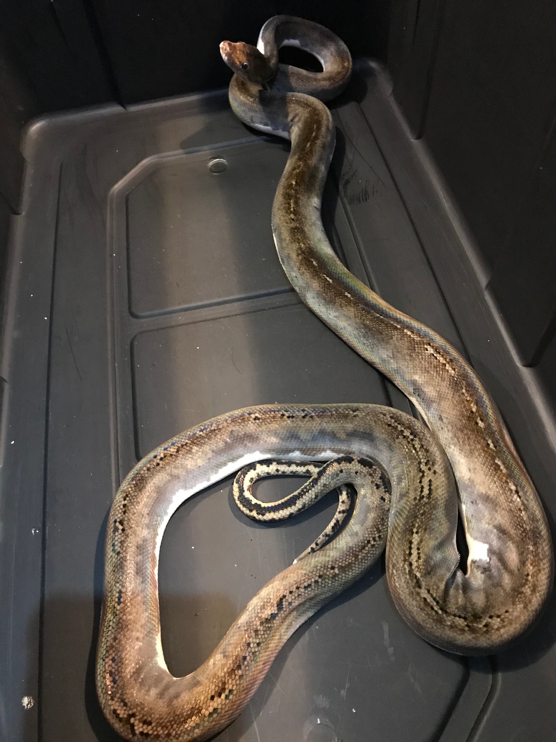 Pied Reticulated Python by Aztec morphs - MorphMarket