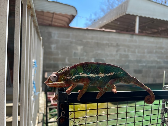 Panther Chameleon by Aztec morphs