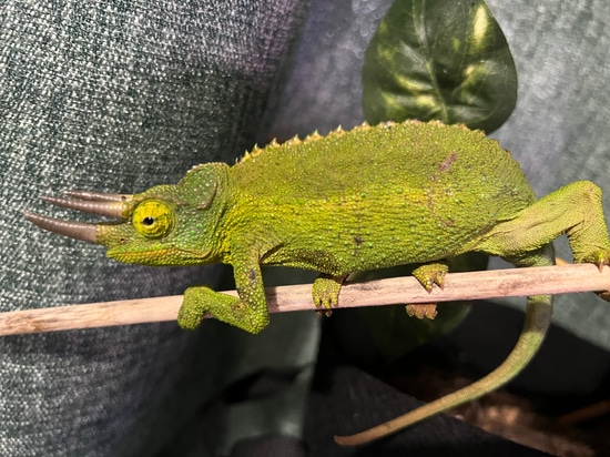 Jacksons Chameleon Jackson's Chameleon by Aztec Morphs