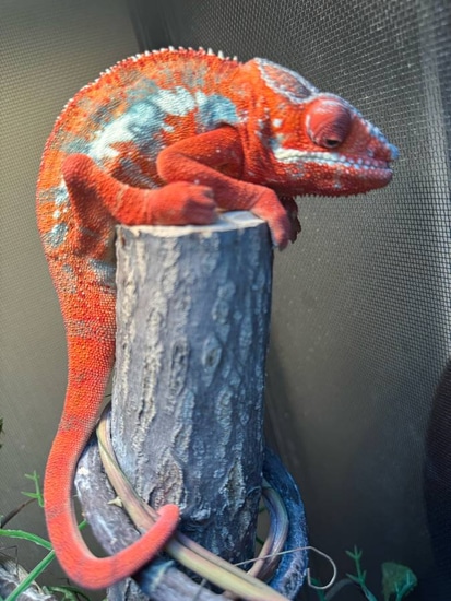 Panther Chameleon by Aztec Morphs