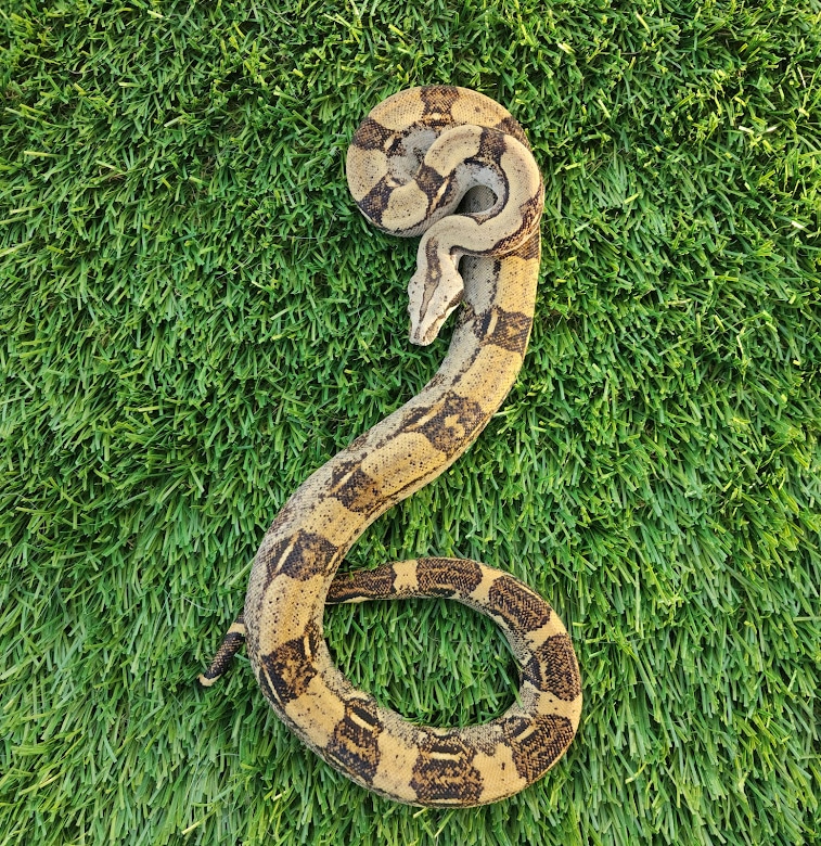 Peruvian Longicauda 50% Anery Peruvian Long-tailed Boa Constrictor by ...