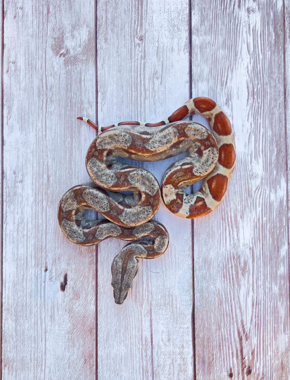 *SALE* Hypo Pos Jungle 66% Kahl Boa Constrictor by CKG Boas - MorphMarket