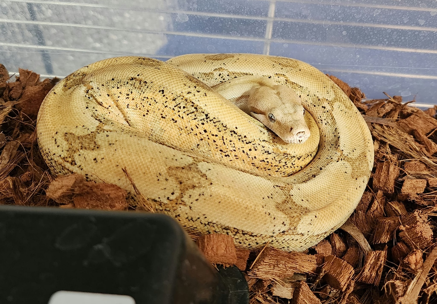 Fire Pos Jungle 66% VPI Pos Pastel Boa Constrictor by CKG Boas ...