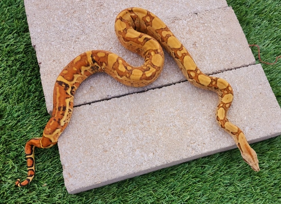 Breed Ready Hypo Specter Maker Boa Constrictor by CKG Boas