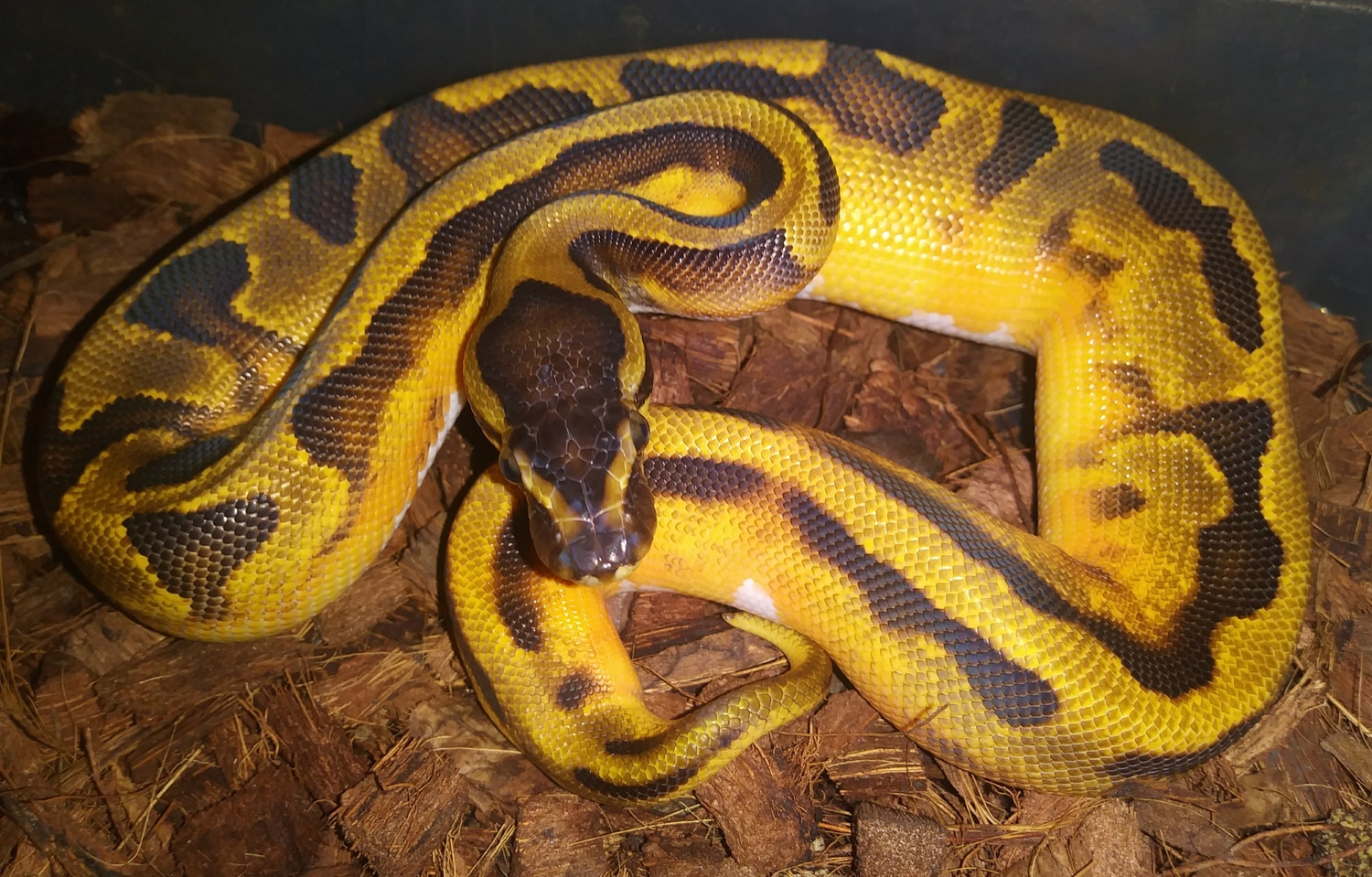 Enchi Pied Ball Python by Mighty morpher reptiles - MorphMarket