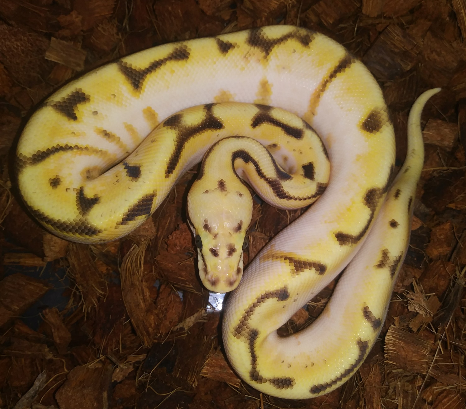 Pastel Enchi Calico Spider Ball Python by Mighty morpher reptiles ...