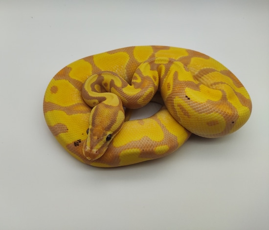 Coral Glow / Banana Enchi Het Pied Ball Python by Mighty morpher ...