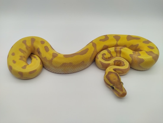 Enchi Coral Glow / Banana Pied Ball Python by Mighty morpher reptiles