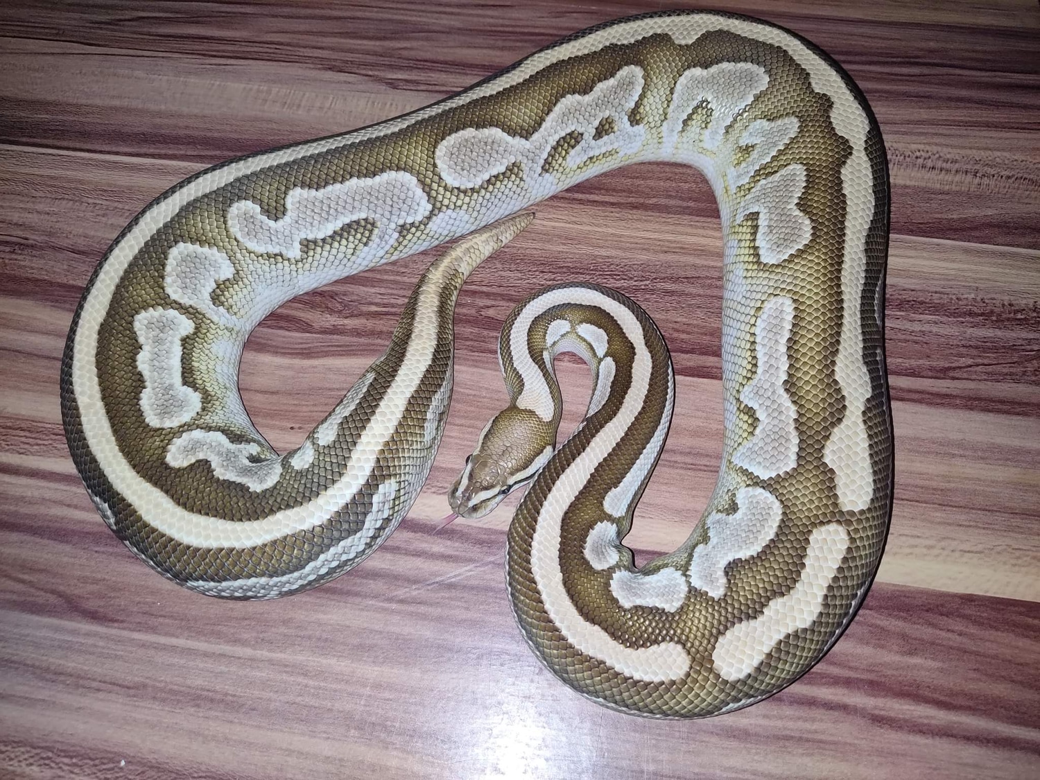 Lesser Het Pied Ball Python by Mighty morpher reptiles - MorphMarket