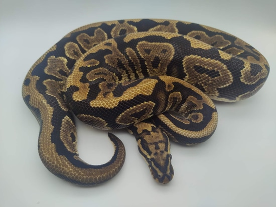Sapphire Spotnose Ball Python by Mighty morpher reptiles