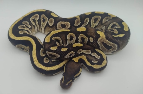Mojave Sapphire Ball Python by Mighty morpher reptiles