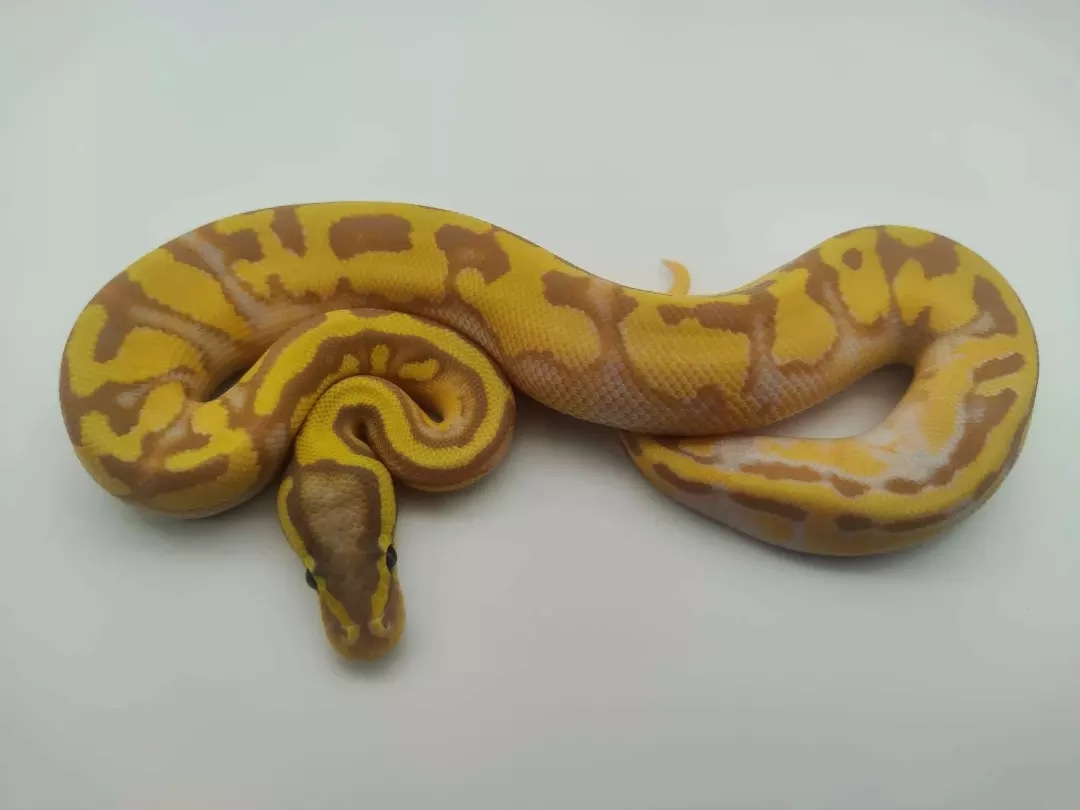 Pastel Enchi Coral Glow Pied Ball Python by Mighty morpher reptiles ...