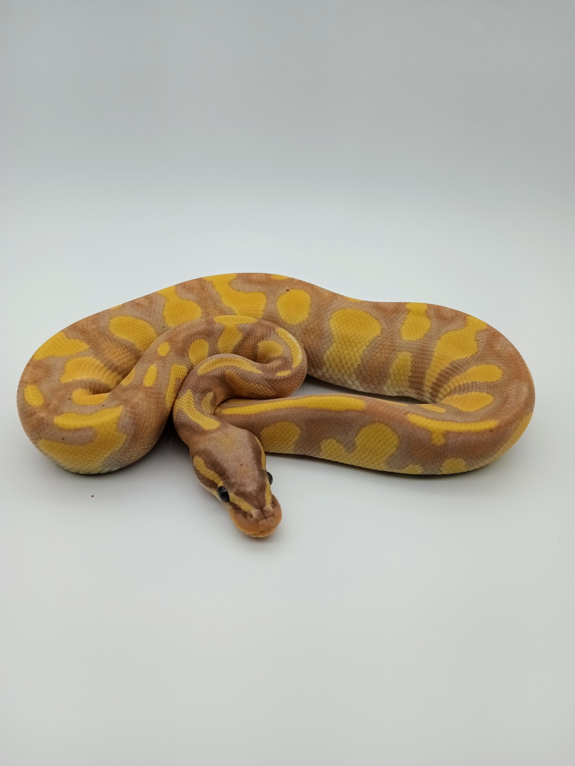 Black Head Coral Glow Enchi 66% Het Pied Ball Python by Mighty morpher ...