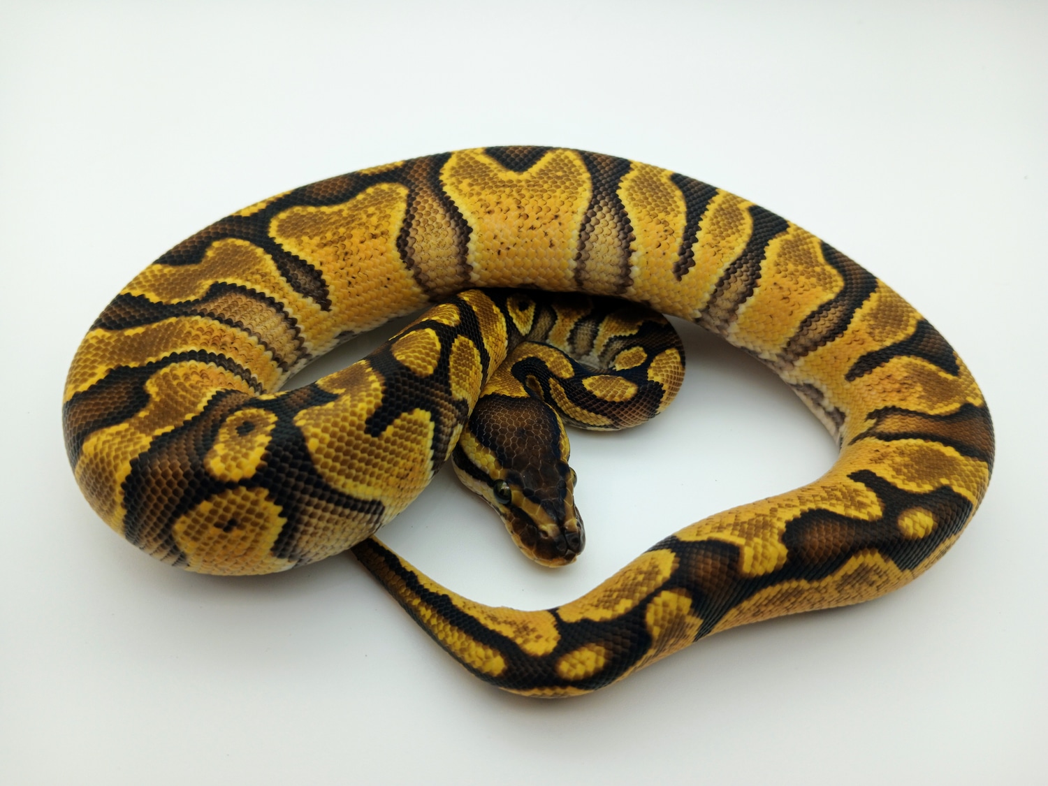 Enchi Ringer Gene 66%het Pied Ball Python by Mighty morpher reptiles ...