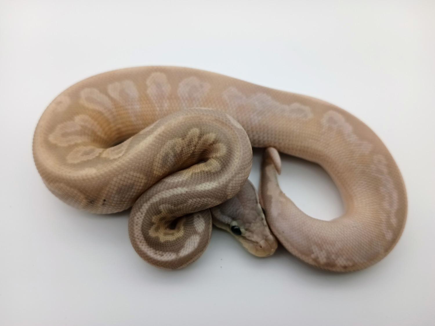 Coral Glow Black Pastel Calico Pastel 66% Het Vpi Axanthic Ball Python ...