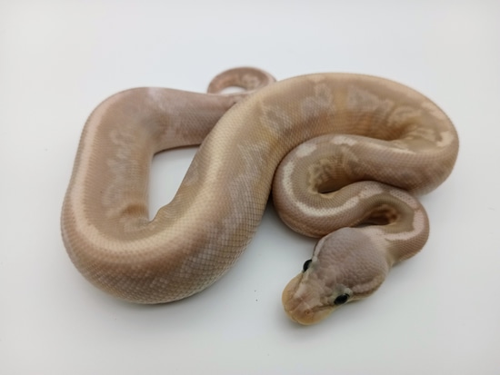 Coral Glow Black Pastel Calico Pastel 66% Het Vpi Axanthic Ball Python ...