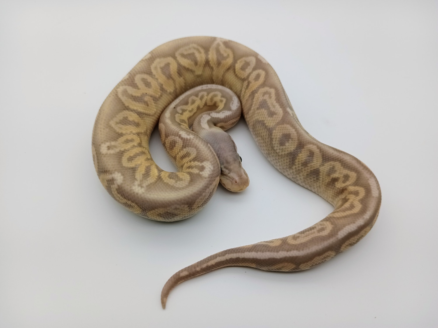 Coral Glow Black Pastel Pastel 66% Het Vpi Axanthic Ball Python by ...