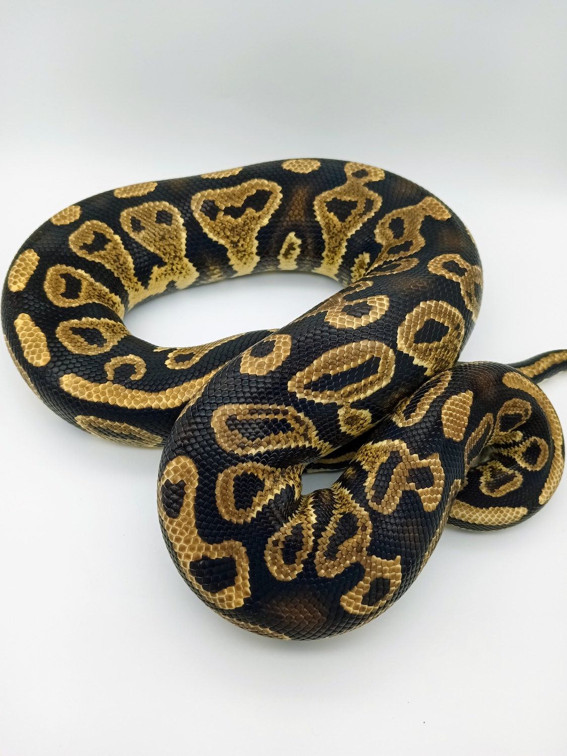 Yellow Belly Trick Ball Python by Mighty morpher reptiles - MorphMarket