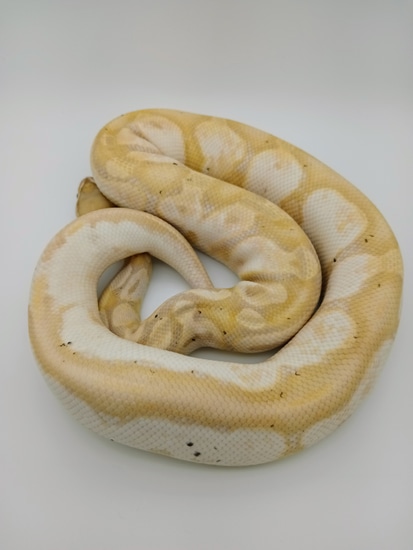 Coral Glow Pastel Calico Het Vpi Axanthic Ball Python by Mighty morpher ...