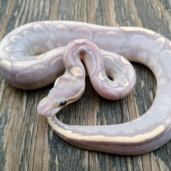 Black Pastel Bamboo Hypo Ball Python by Mighty morpher reptiles