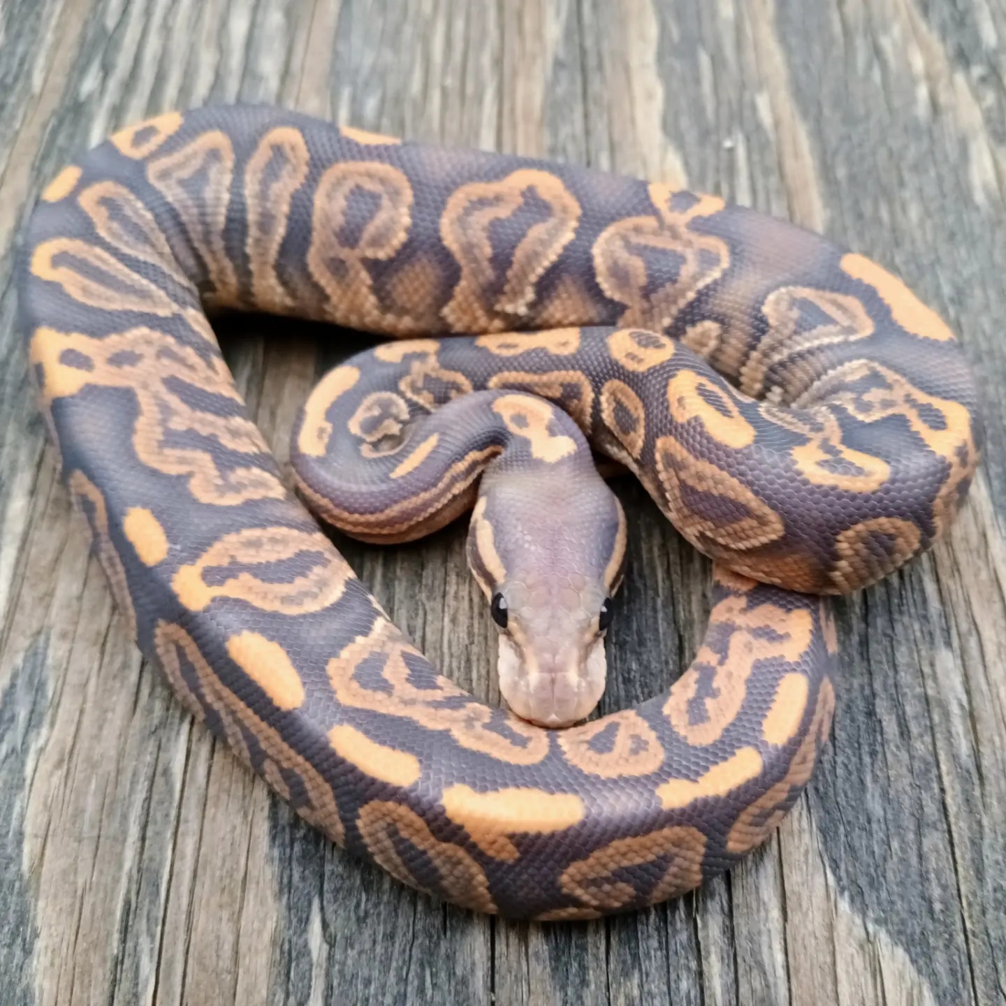 Black Pastel Hypo Ball Python by Mighty morpher reptiles - MorphMarket
