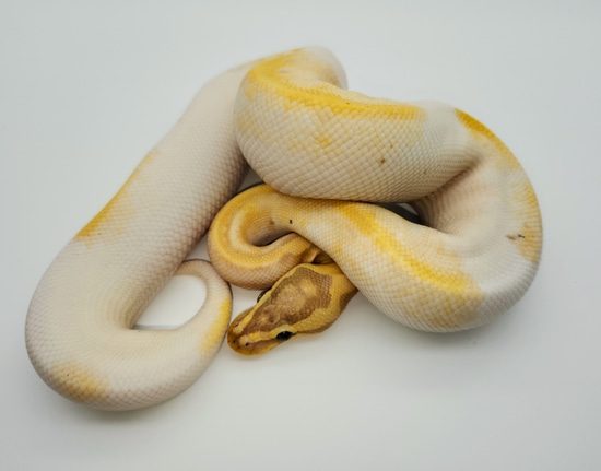 Coral Glow Pastel Enchi Calico Pied Ball Python by Mighty morpher reptiles