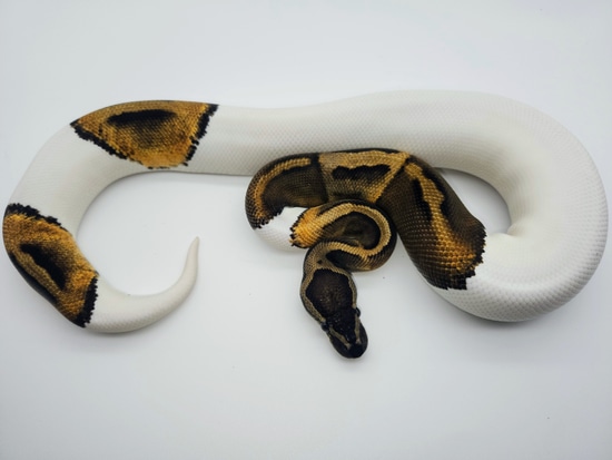 Ghi Pied Ball Python by Mighty morpher reptiles
