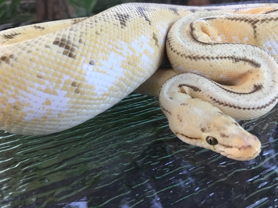 Spinner Blast Yellow Belly Pos Od Ball Python by West reptiles
