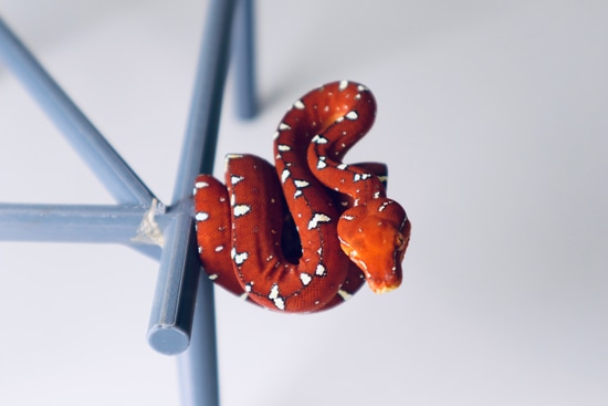 Gläser/Wamena X Goldenboy/RicoBiak/Vinsky Green Tree Python by Cryptic ...