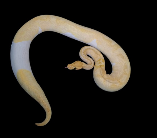 ODP Ball Python by Cryptic Curiosities