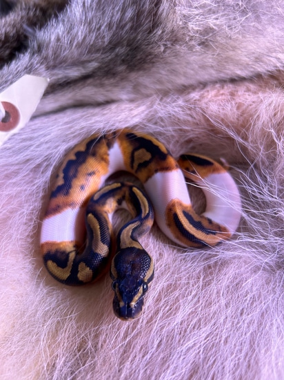 Pied Het Lavender Albino Ball Python by Cryptic Curiosities