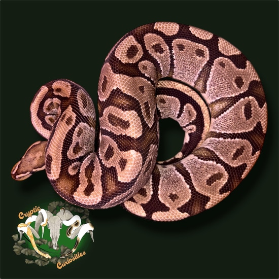 Fire Het Clown Ball Python by Cryptic Curiosities