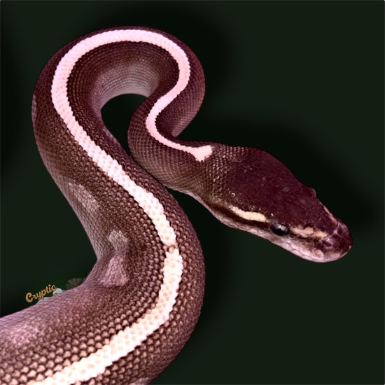Mystic Potion Ball Python by Cryptic Curiosities