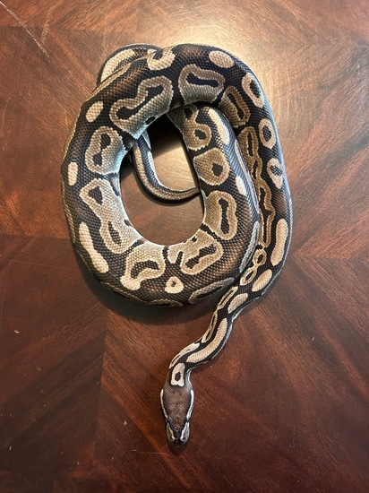 Vpi Het Pied And Female Double Het Vpi/pied Ball Python by Cryptic Curiosities