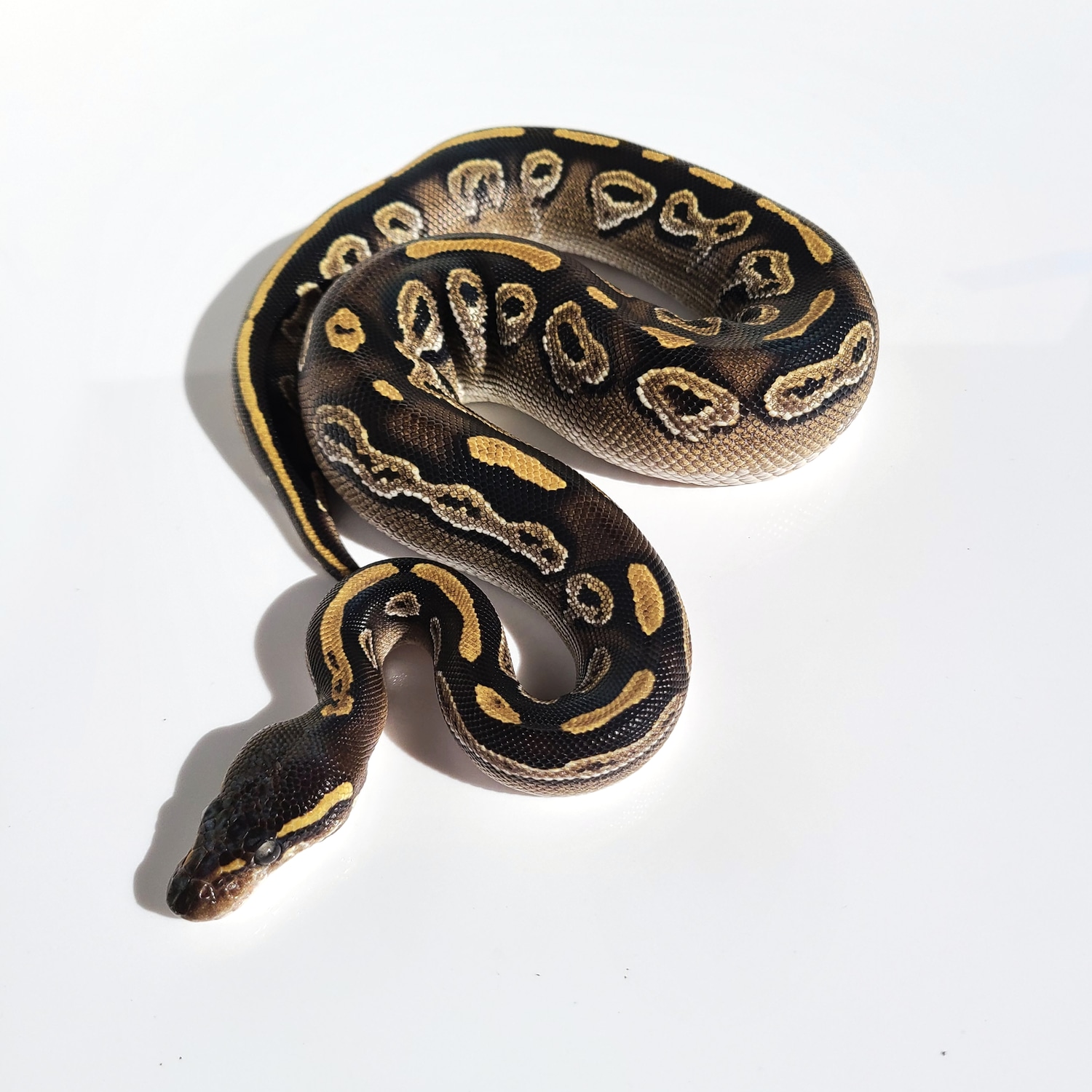 Black Head Mojave/Mystic Ball Python by Crypticoils Pythons - MorphMarket