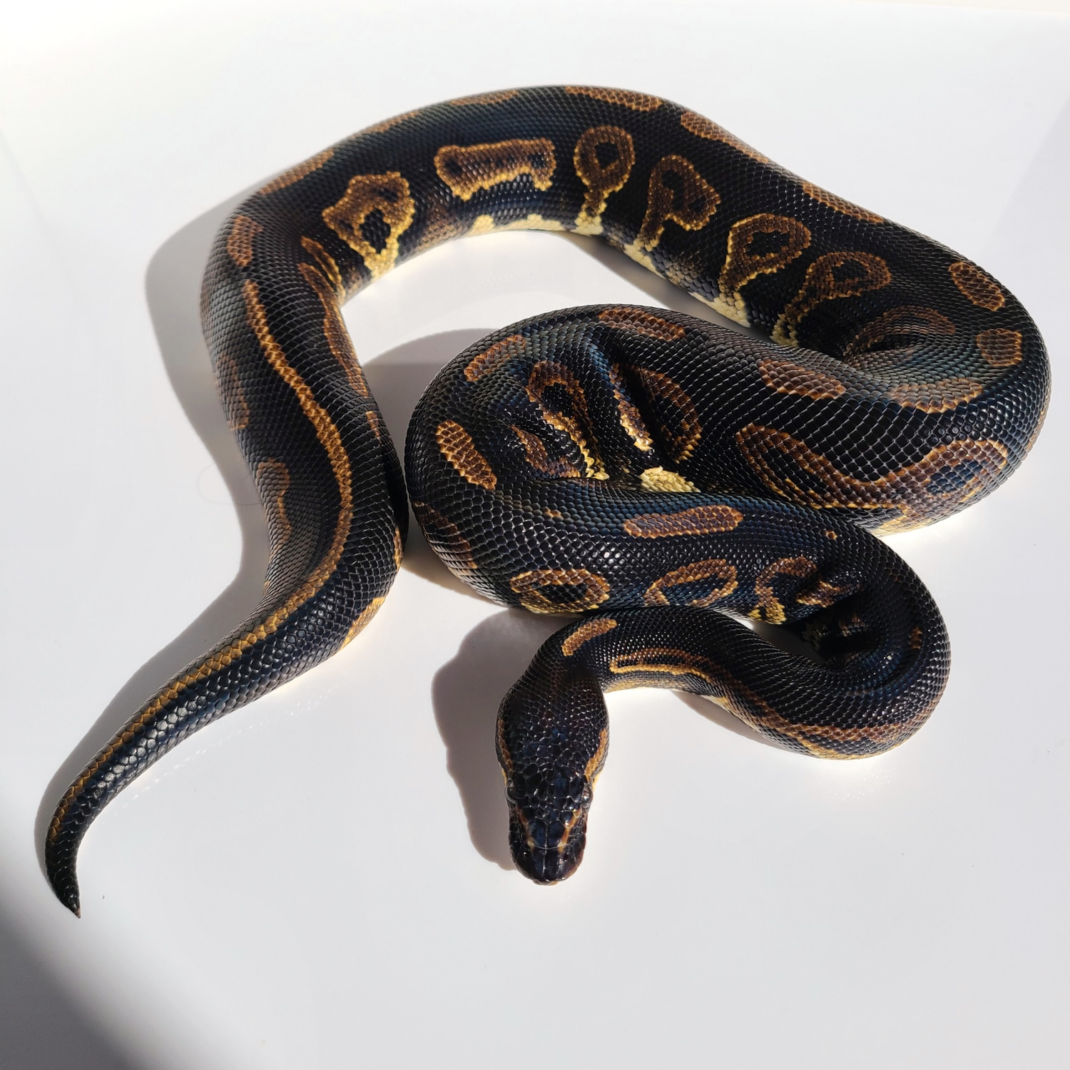 Leopard Black Head Ball Python by Crypticoils Pythons - MorphMarket