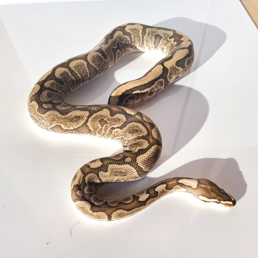 Bamboo Leopard Ball Python by Crypticoils Pythons - MorphMarket