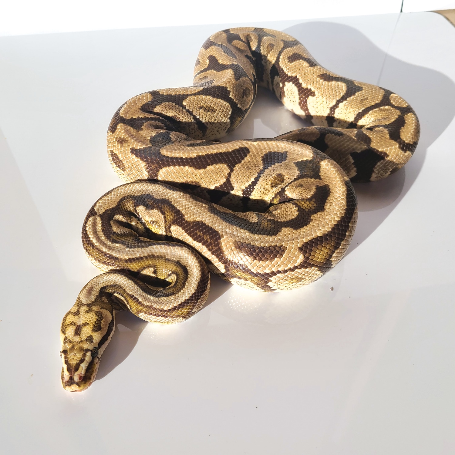 Spotnose Fire Het Clown Ball Python by Crypticoils Pythons - MorphMarket