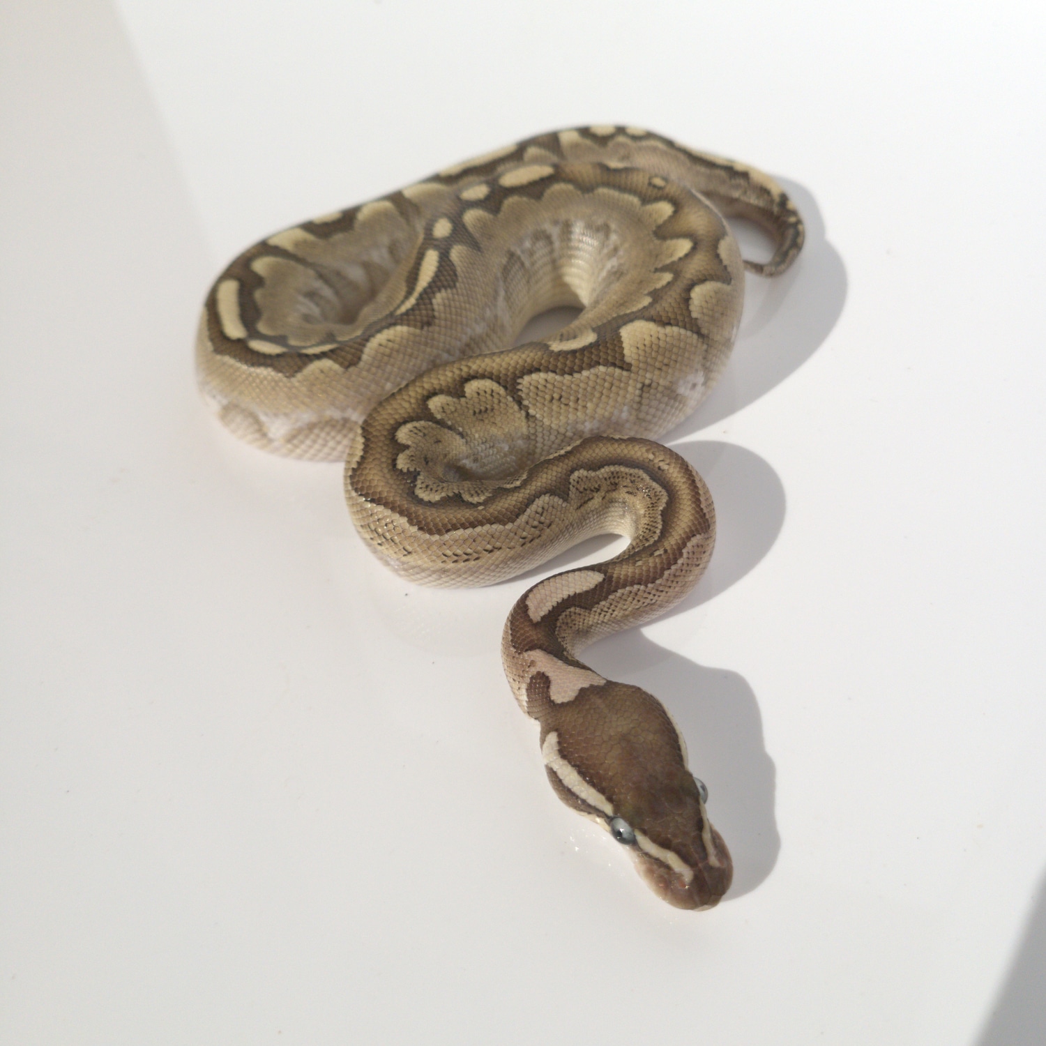 Bamboo 50% Het Pied Ball Python by Crypticoils Pythons - MorphMarket