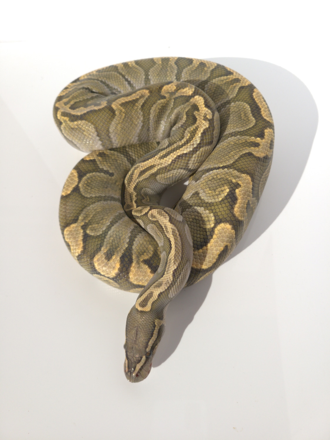 GHI Hypo [Proven] Ball Python by Crypticoils Pythons - MorphMarket
